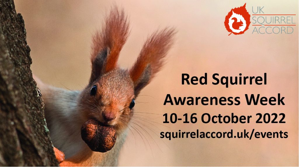 Red squirrels found for first time on site in Yorkshire - UK Squirrel ...