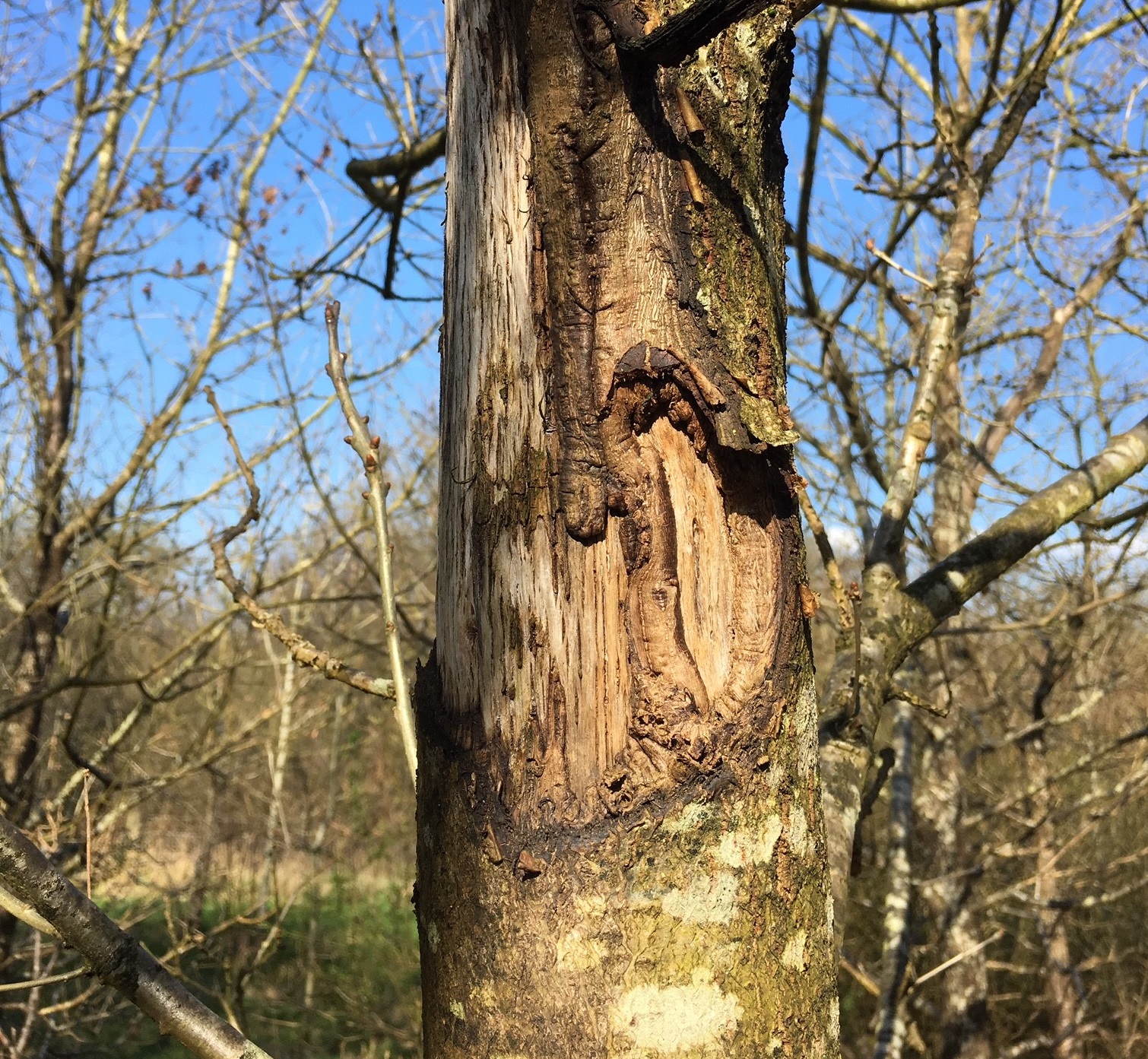 Biggest threat to the National Forest – grey squirrels - UK Squirrel Accord