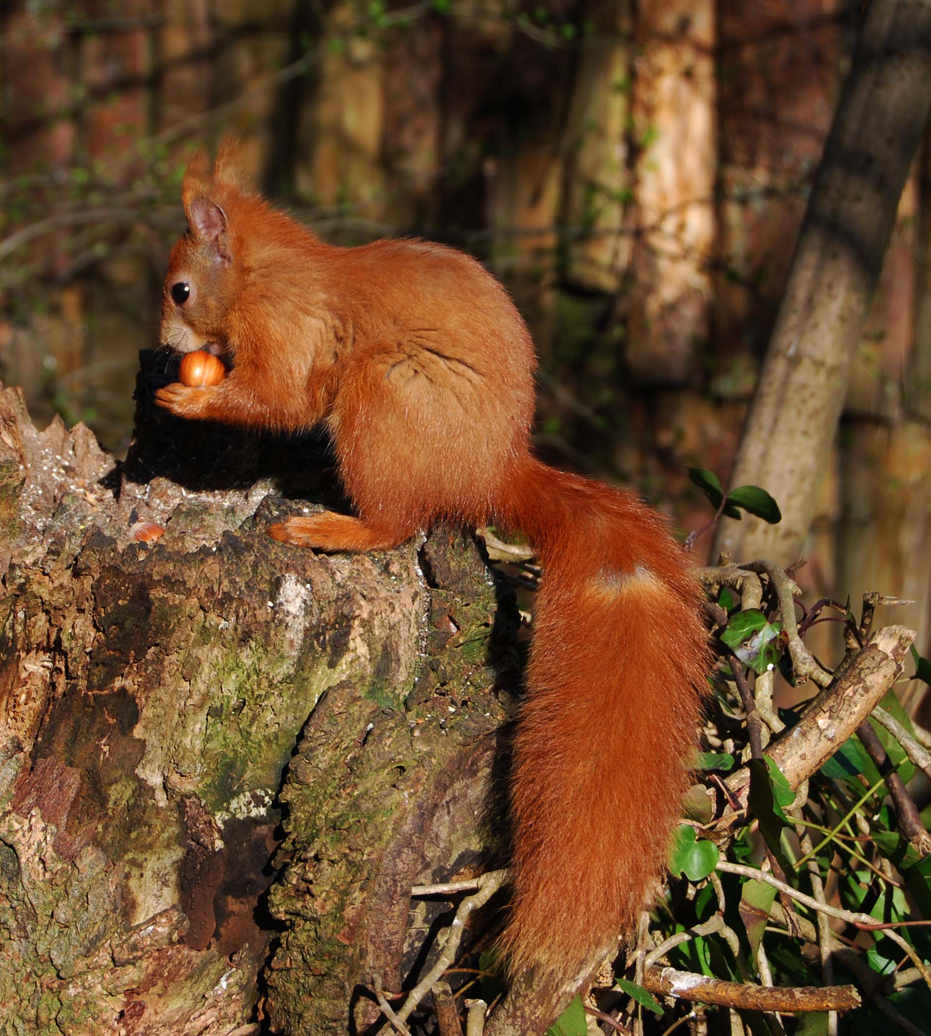 The not-so-secret red squirrel island - UK Squirrel Accord