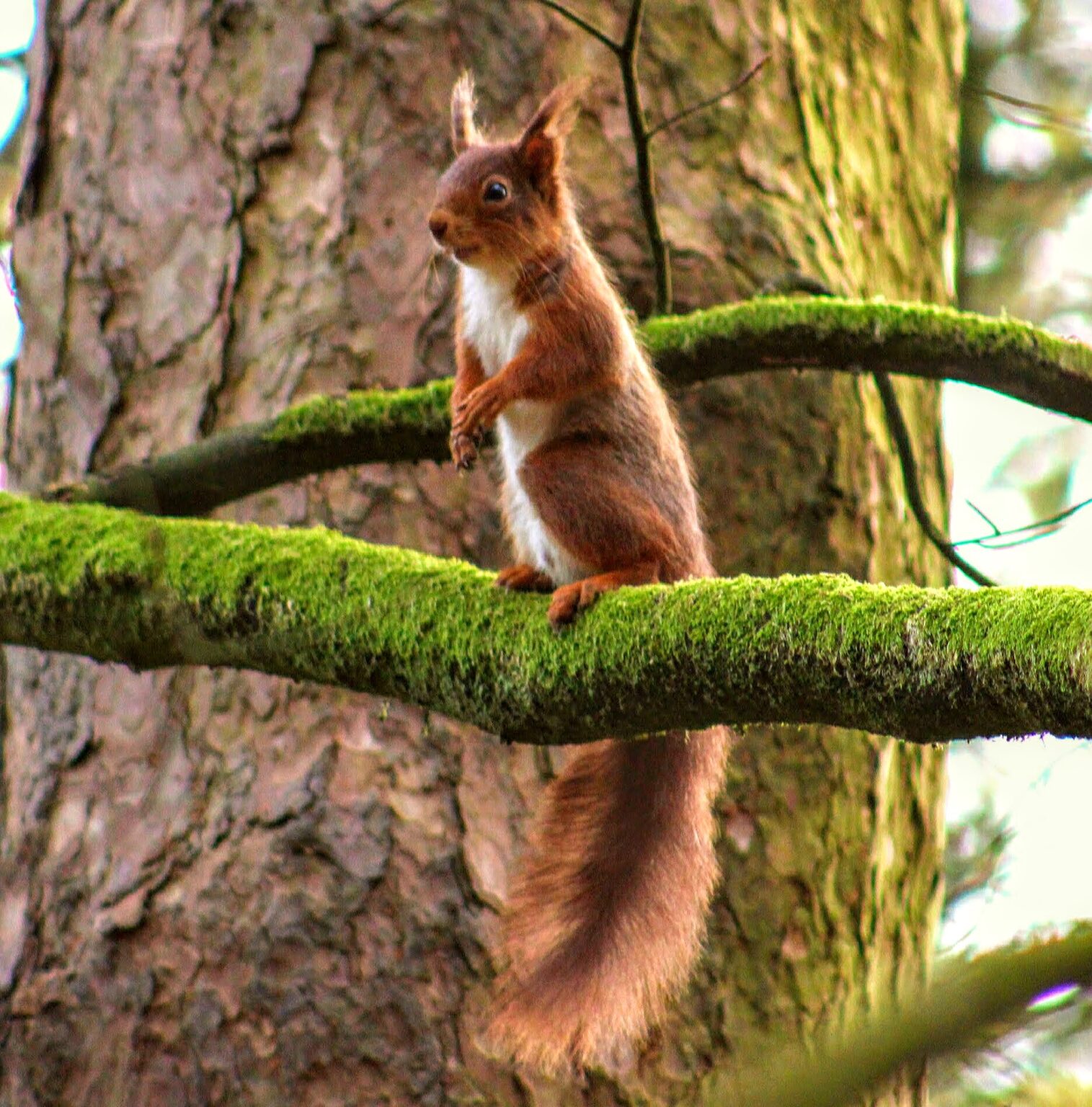 Image gallery - UK Squirrel Accord