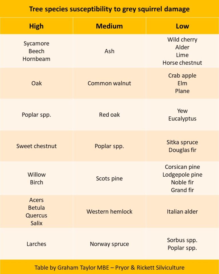Grey squirrel tree damage evidence - UK Squirrel Accord