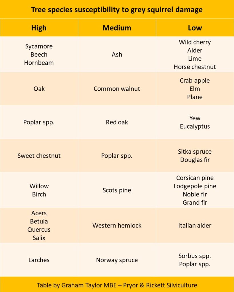Grey squirrel tree damage evidence - UK Squirrel Accord